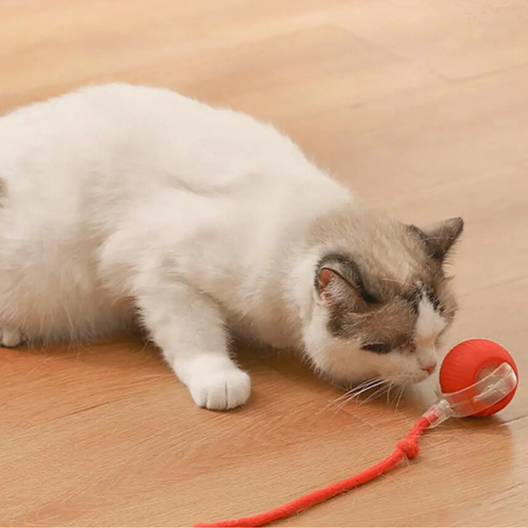 Interactive Rolling Ball Toy with Tail for Cats – Twilight & Co